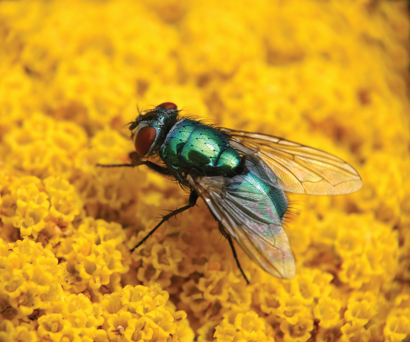 Fly Facts From Horseflies To Fruit Flies Grit Fly Facts From Horseflies To Fruit Flies Grit